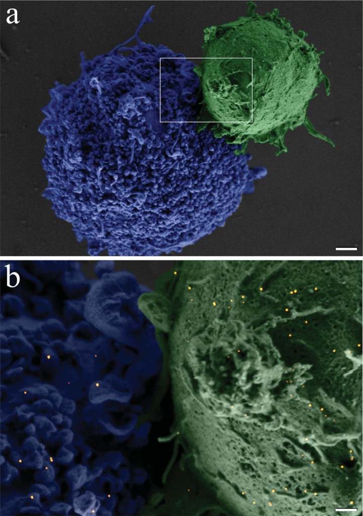 Specific cell fusion | Biomedical Optics Laboratory – Dvir Yelin Group